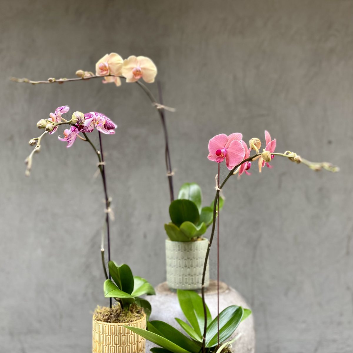 Elegant Pollon - Pollon Flowers - Melbourne