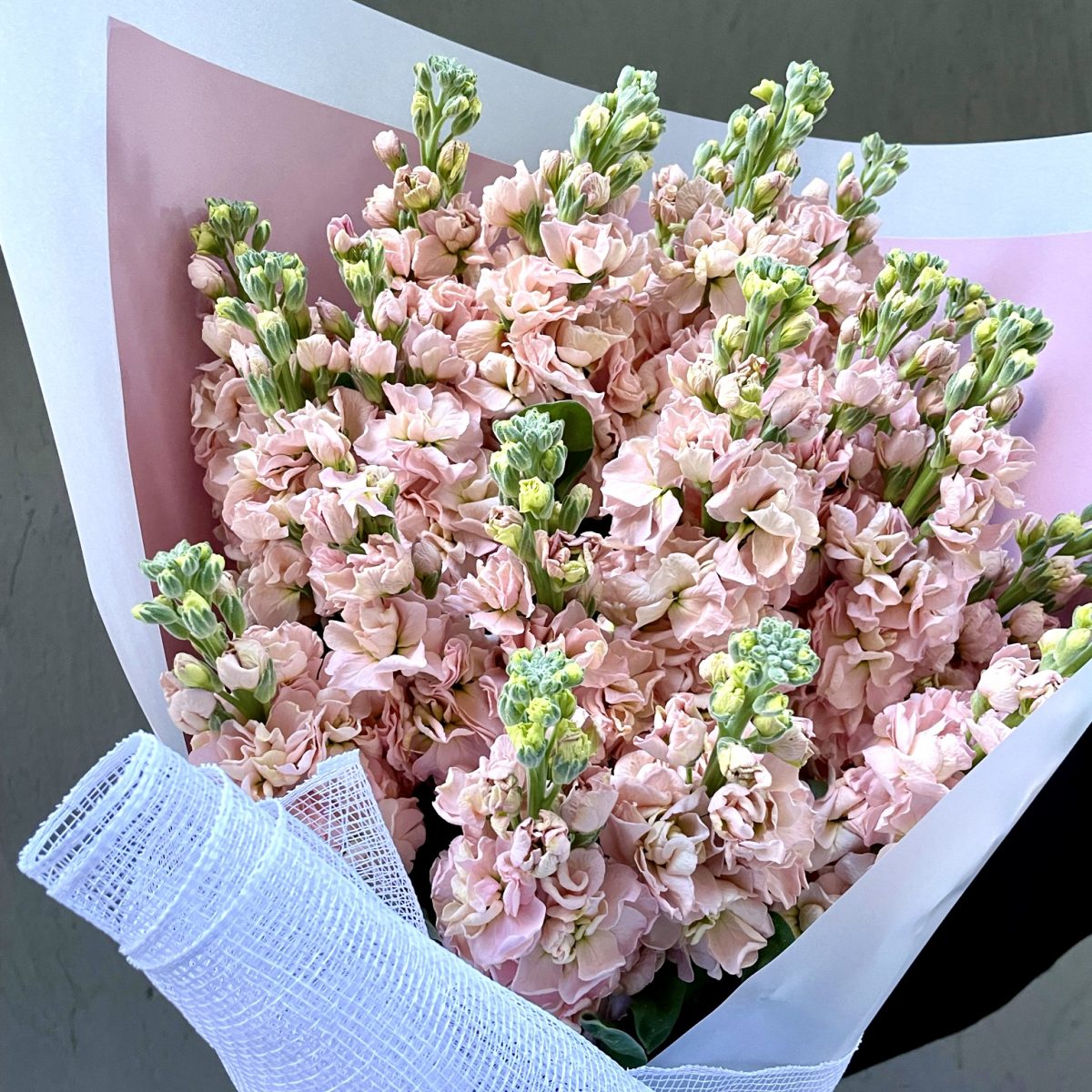 Green Queen - Pollon Flowers - Melbourne