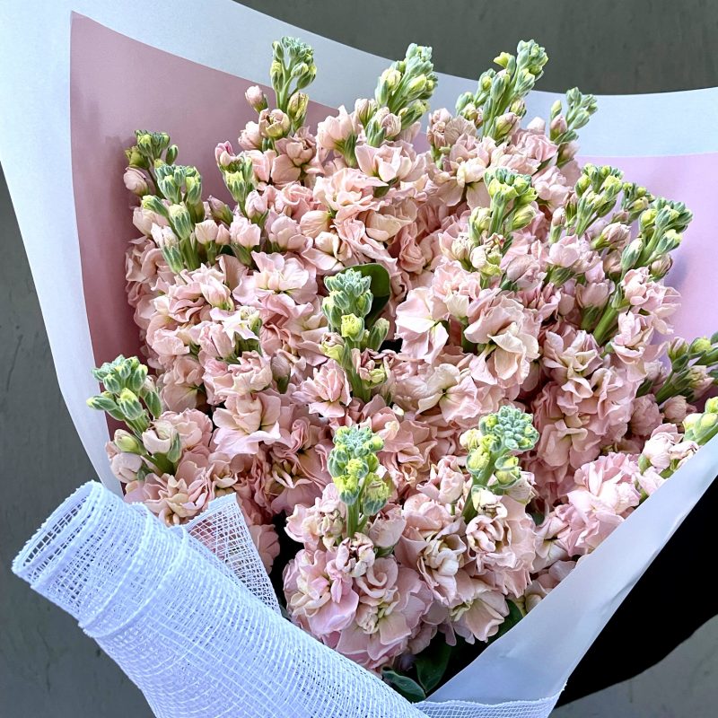 Blushing Pollon - Pollon Flowers - Melbourne