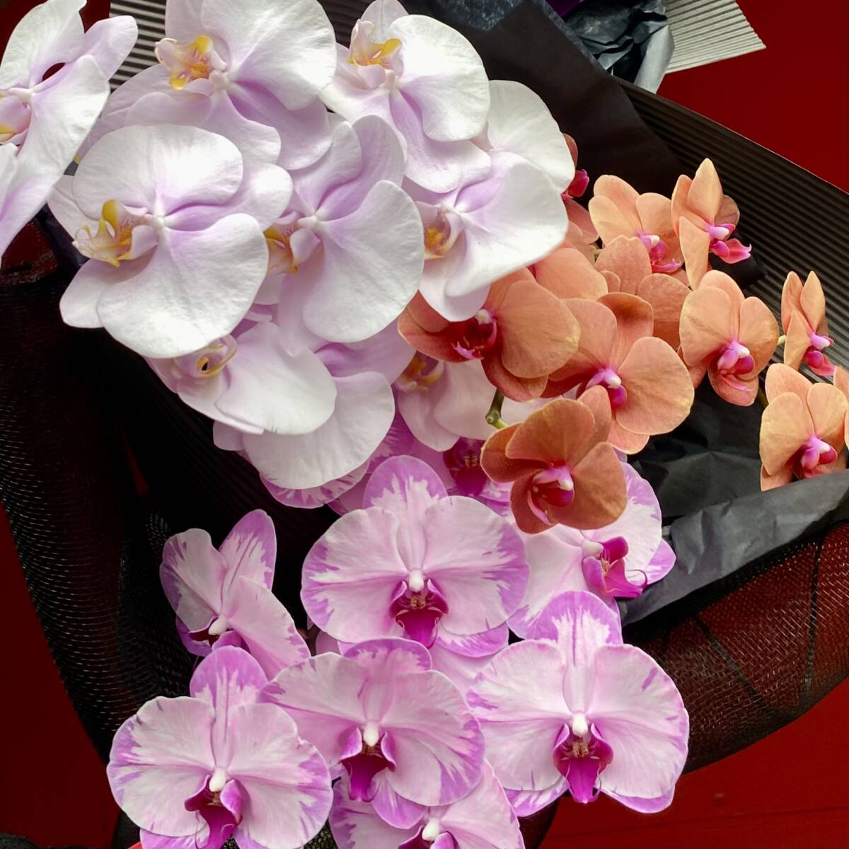 Shop - Pollon Flowers - Melbourne